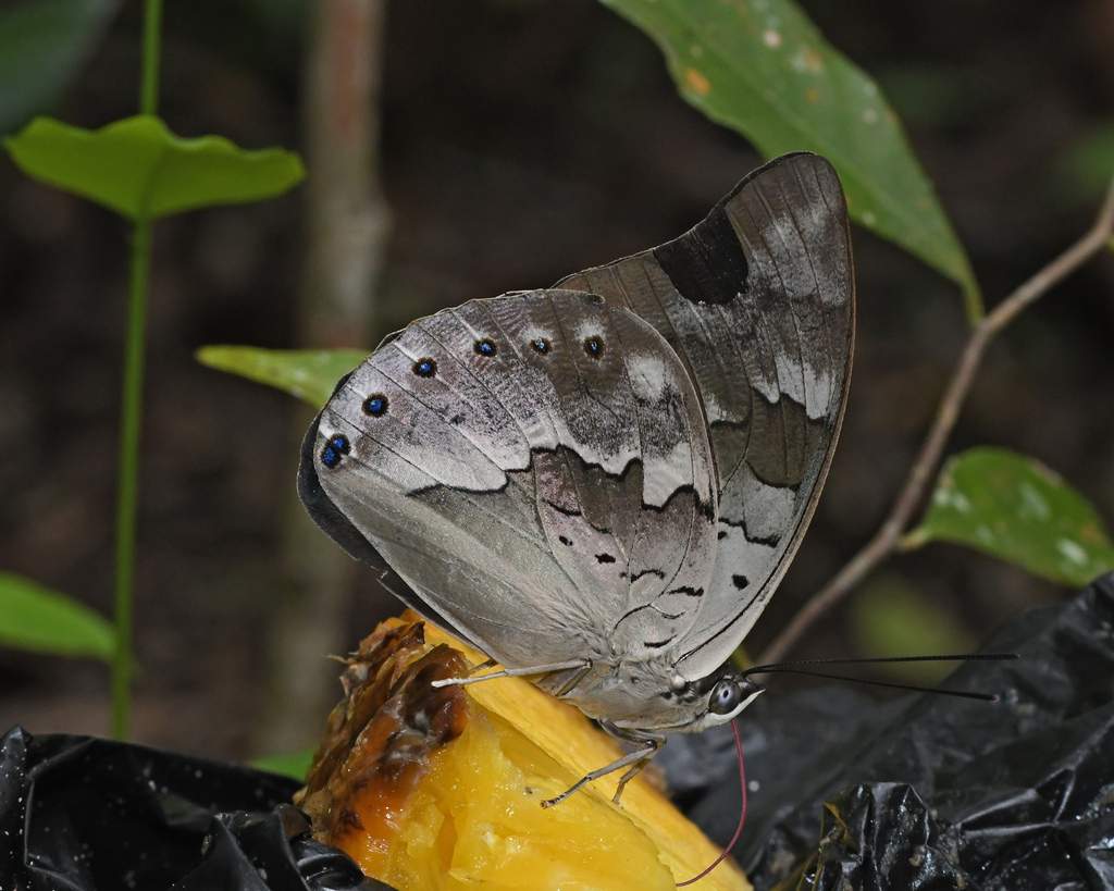 Two-spotted Prepona from Env. Las Mercedes, Pedernales, République ...