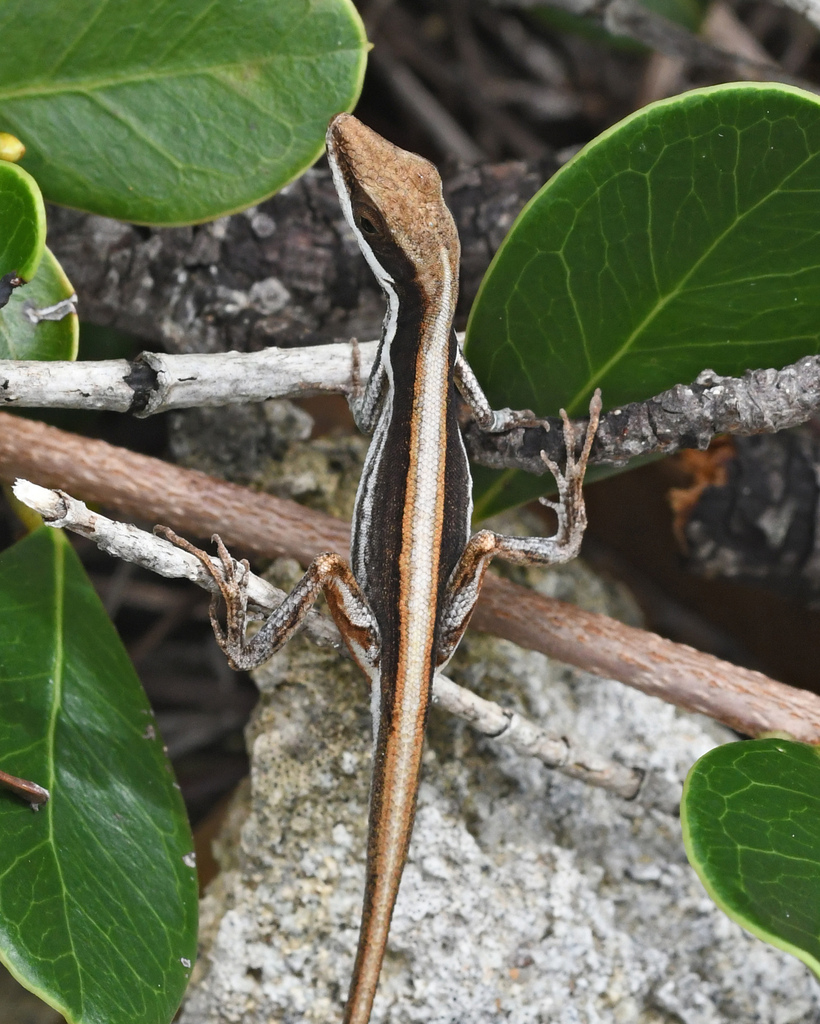 Barahona Grass Anole in August 2022 by TOUROULT Julien · iNaturalist
