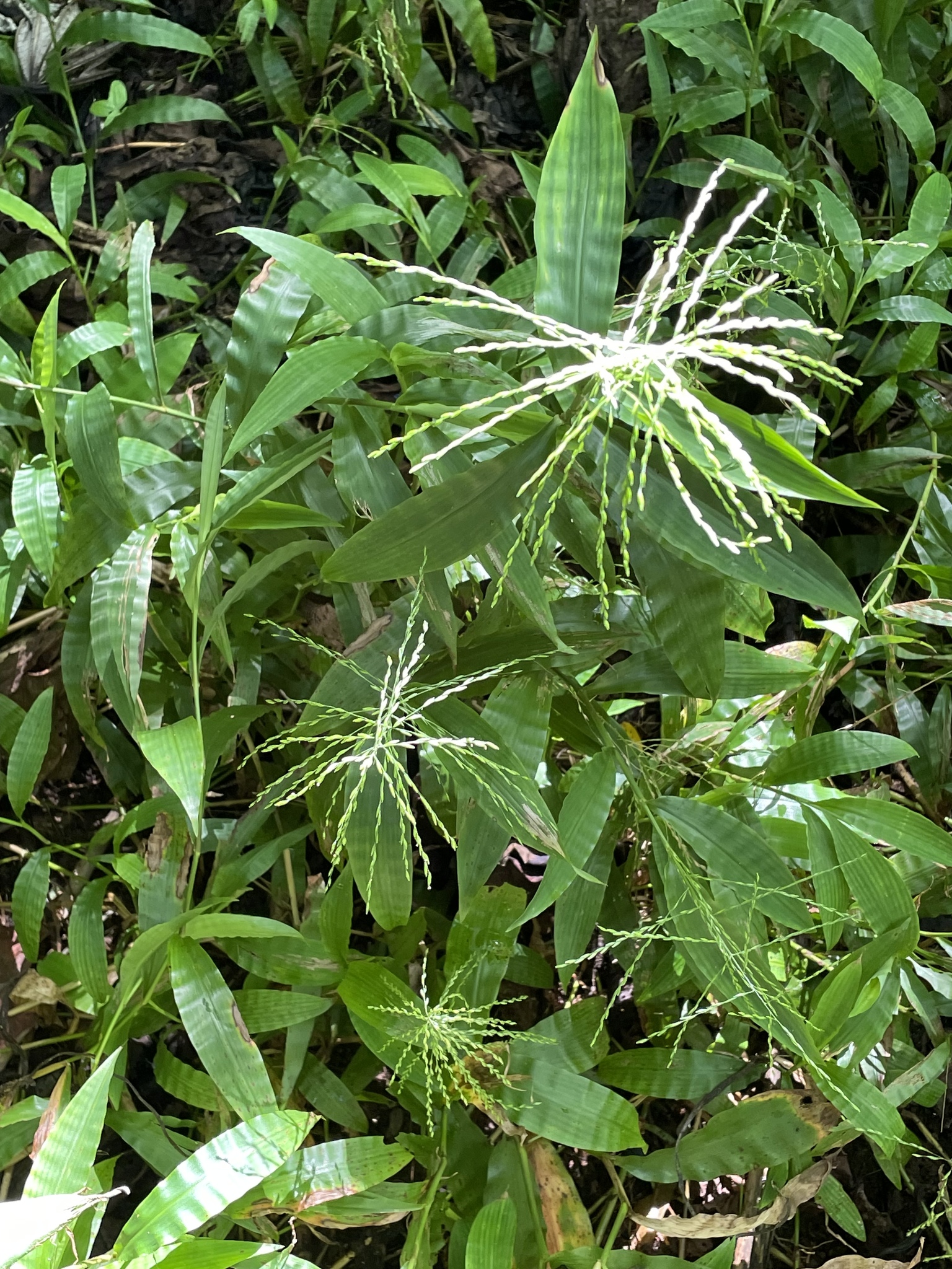 Centotheca lappacea (L.) Desv.