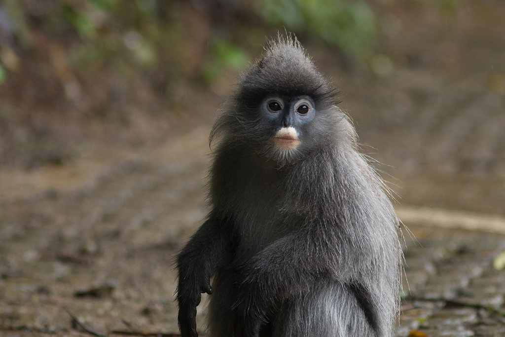 Indochinese Gray Langur (Trachypithecus crepusculus) - Know Your Mammals
