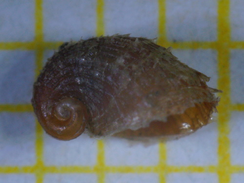 Hungarian Cap (Capulus ungaricus)