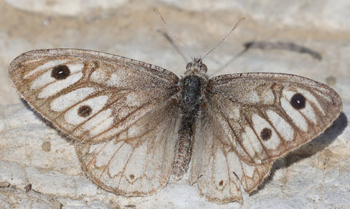 Pale Riding’s Satyr (Subspecies Neominois ridingsii pallidus) · iNaturalist