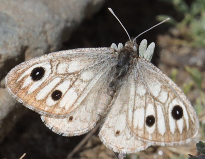 Pale Riding’s Satyr (Yosemite National Park Butterfly Guide 🦋 ...