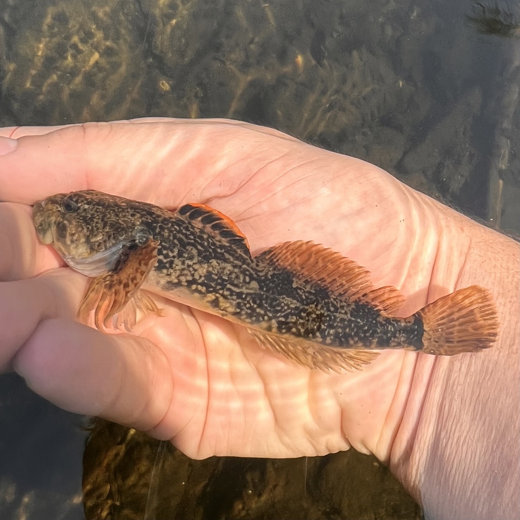 Mottled Sculpin from I-90 W, Anaconda, MT, US on September 06, 2022 at ...