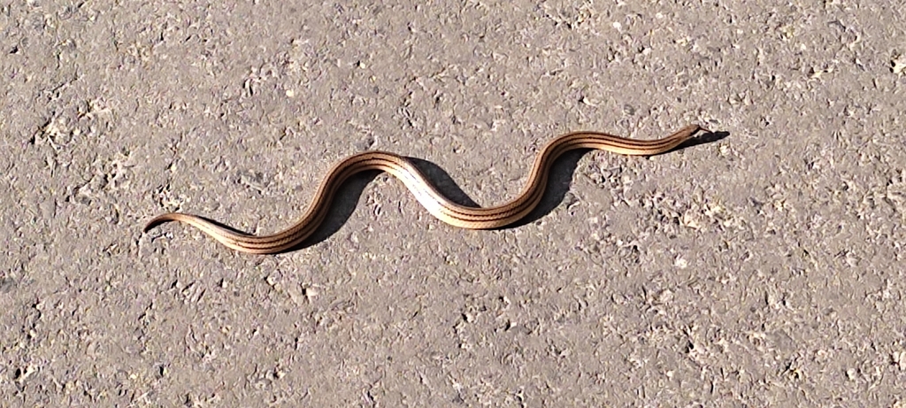 Blood Snake from La Paz, El Salvador on September 6, 2022 at 07:47 AM ...