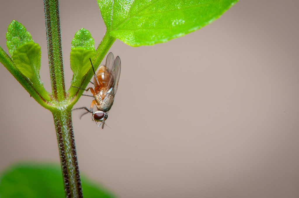 Shoot Flies in September 2022 by Federico Figueroa Cabezas · iNaturalist