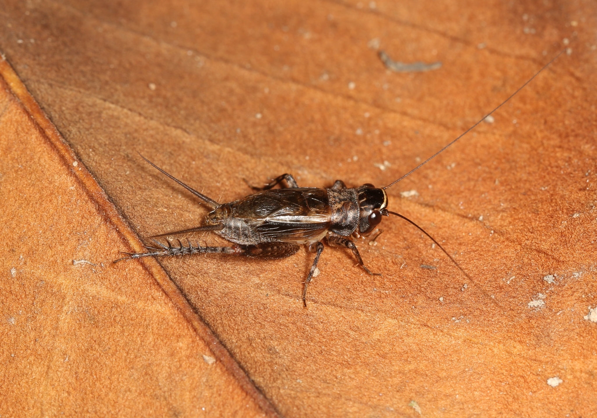 Loxoblemmus equestris Saussure, 1877