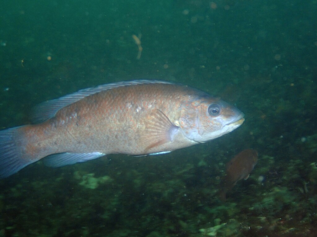Cunner (Tautogolabrus adspersus) - Marine Life Identification