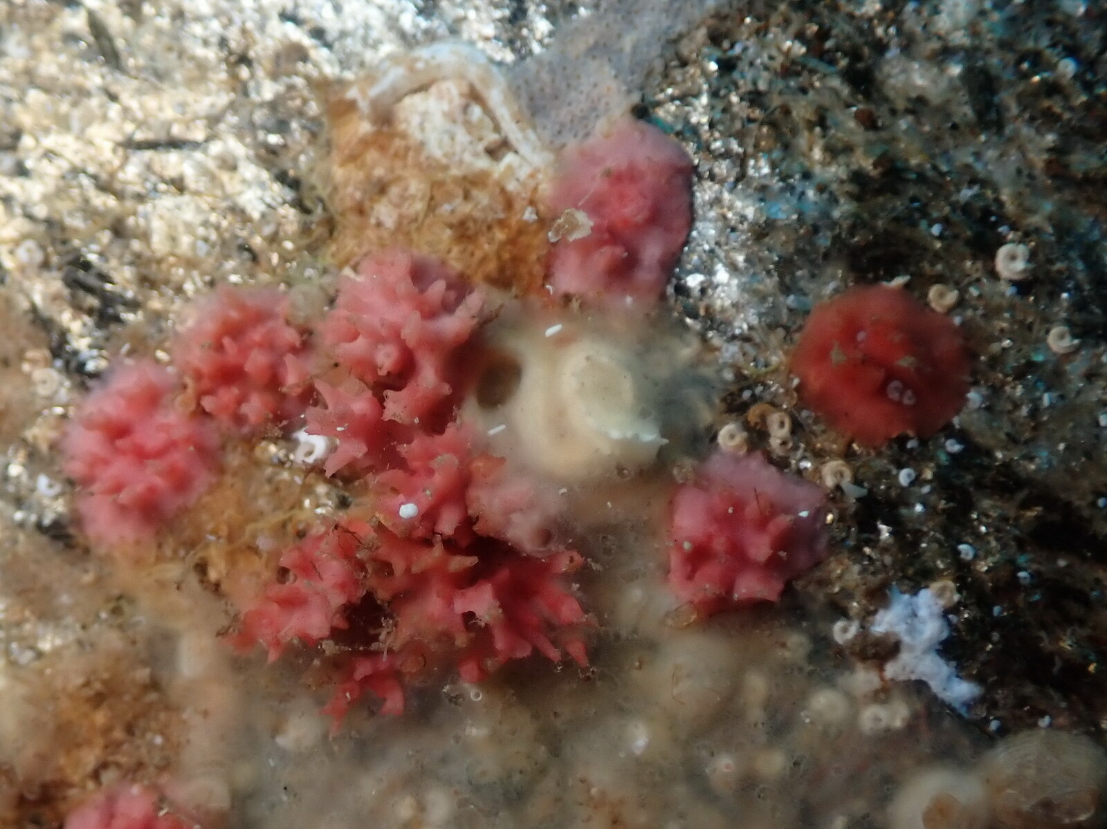 Miniacina miniacea (Pallas, 1766)