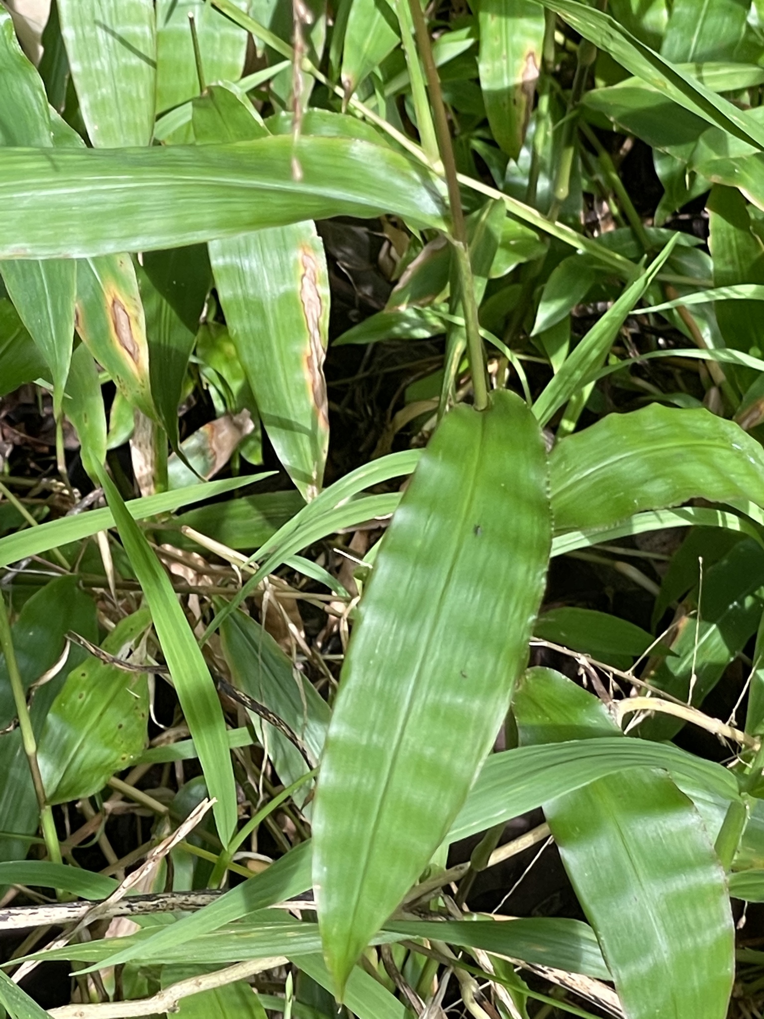 Centotheca lappacea (L.) Desv.