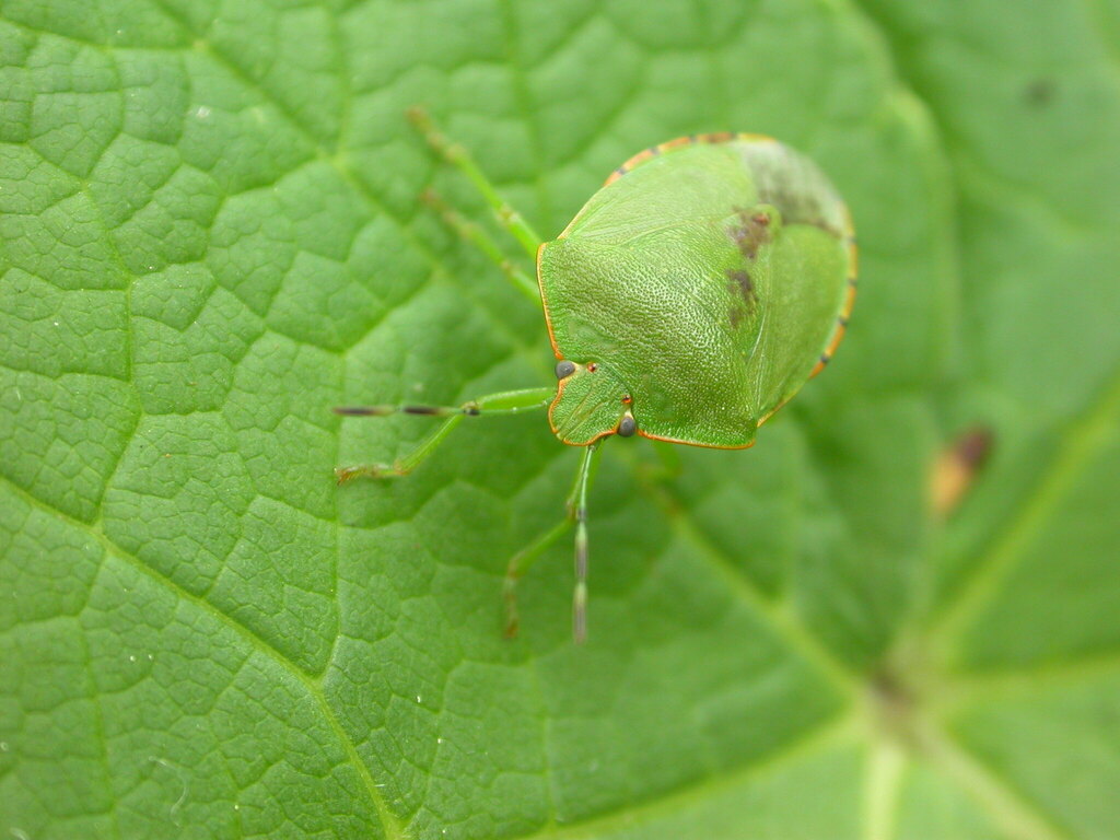 Green Stink Bug from Springfield, OR, USA on April 18, 2004 at 12:39 PM ...