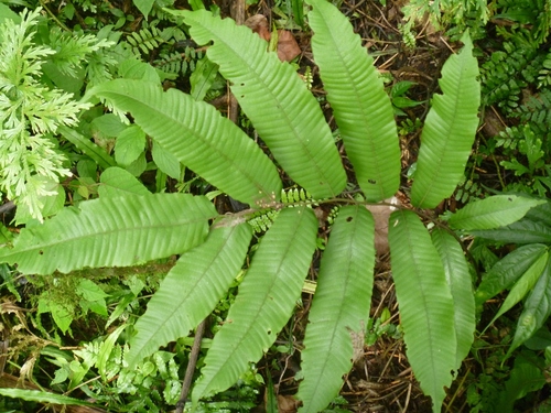 Menisciopsis rubrinervis · iNaturalist