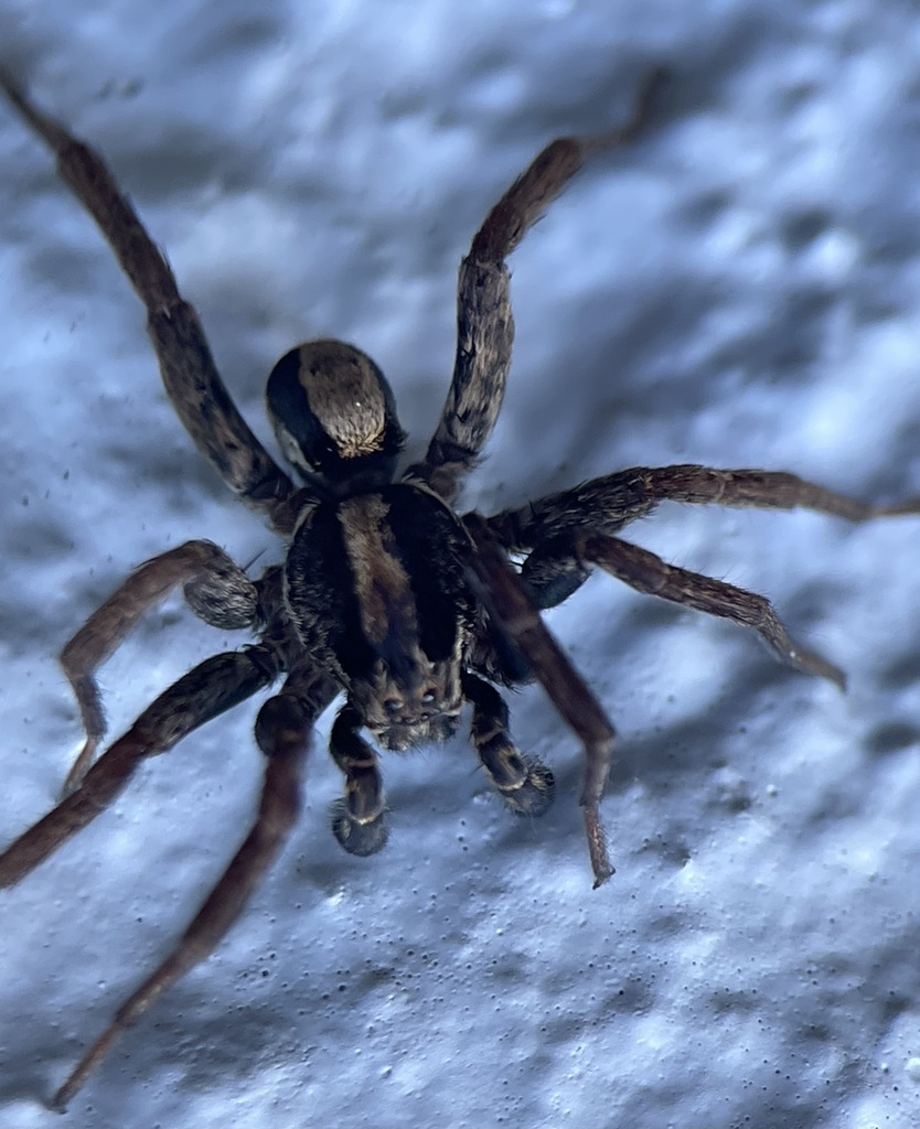 Venatrix from Boundary Tk E, Frankston South, VIC, AU on September 07 ...