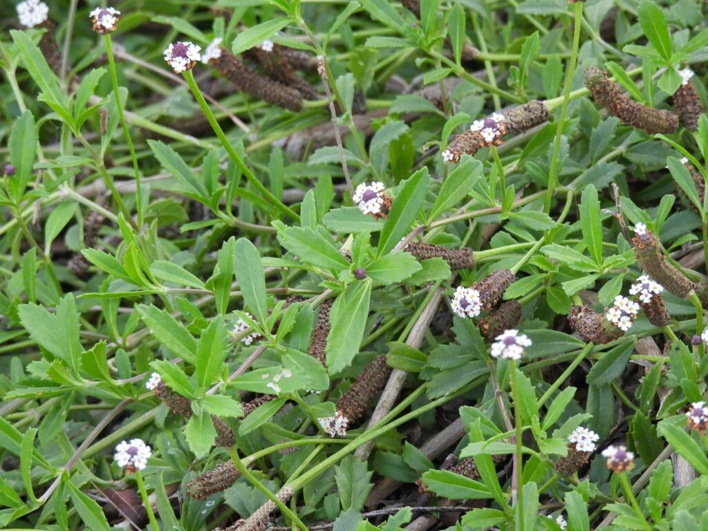 turkey tangle frogfruit from Flower Mound, TX, USA on September 06 ...