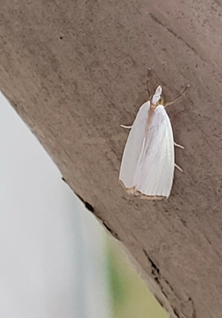 Snowy Urola Moth from Columbia, MD, USA on August 21, 2022 at 06:37 AM ...