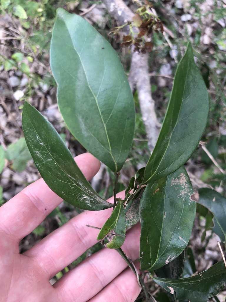 Cryptocarya from Moggill Rd, Pinjarra Hills, QLD, AU on September 07 ...