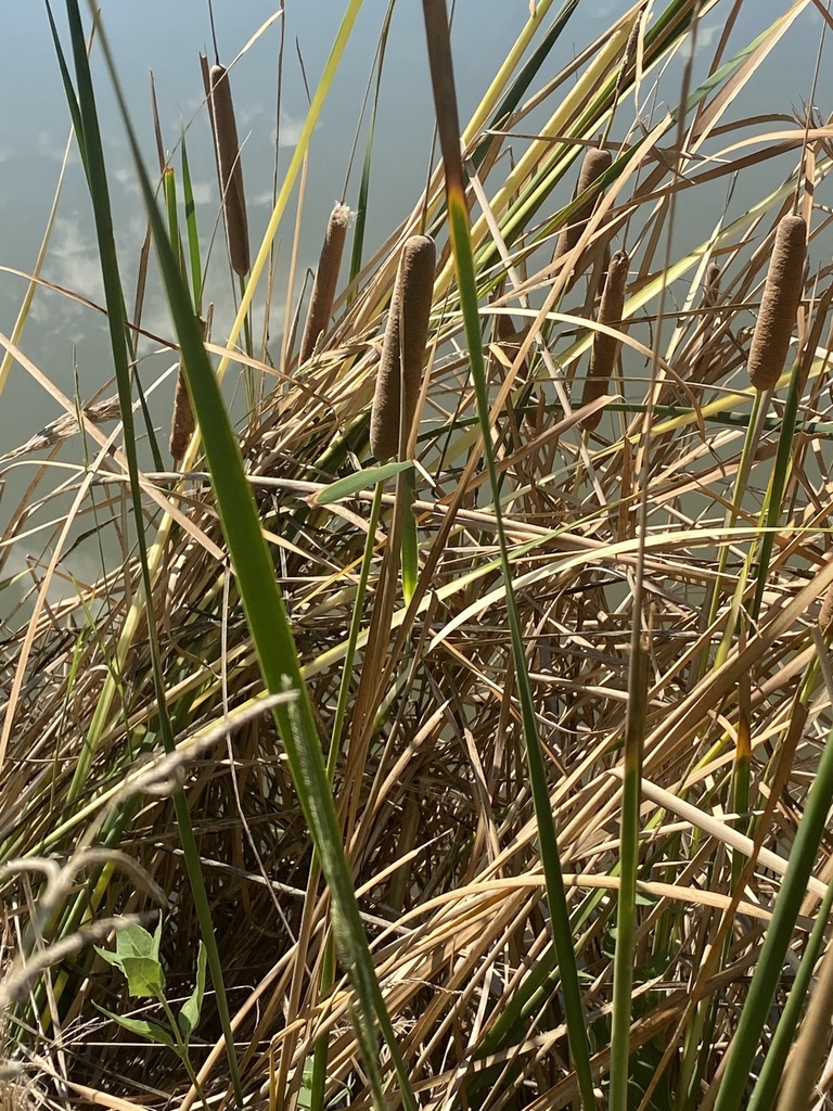 Cattails from N Bowman Springs Rd, Arlington, TX, US on September 06 ...