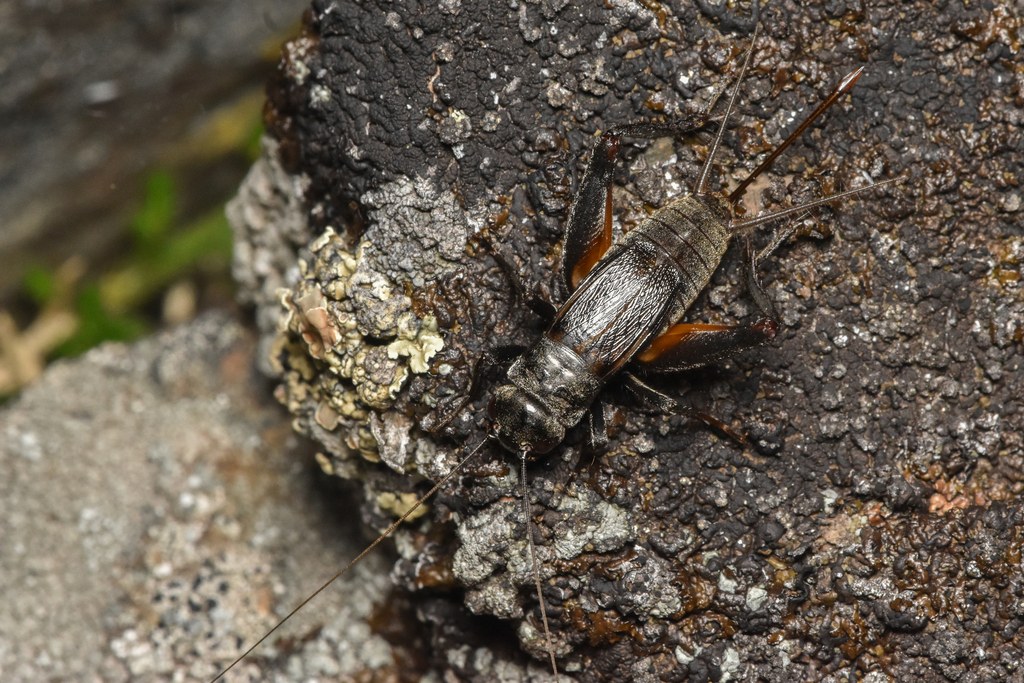 Western Rock-loving Field Cricket from Juniper Beach, Thompson-Nicola ...