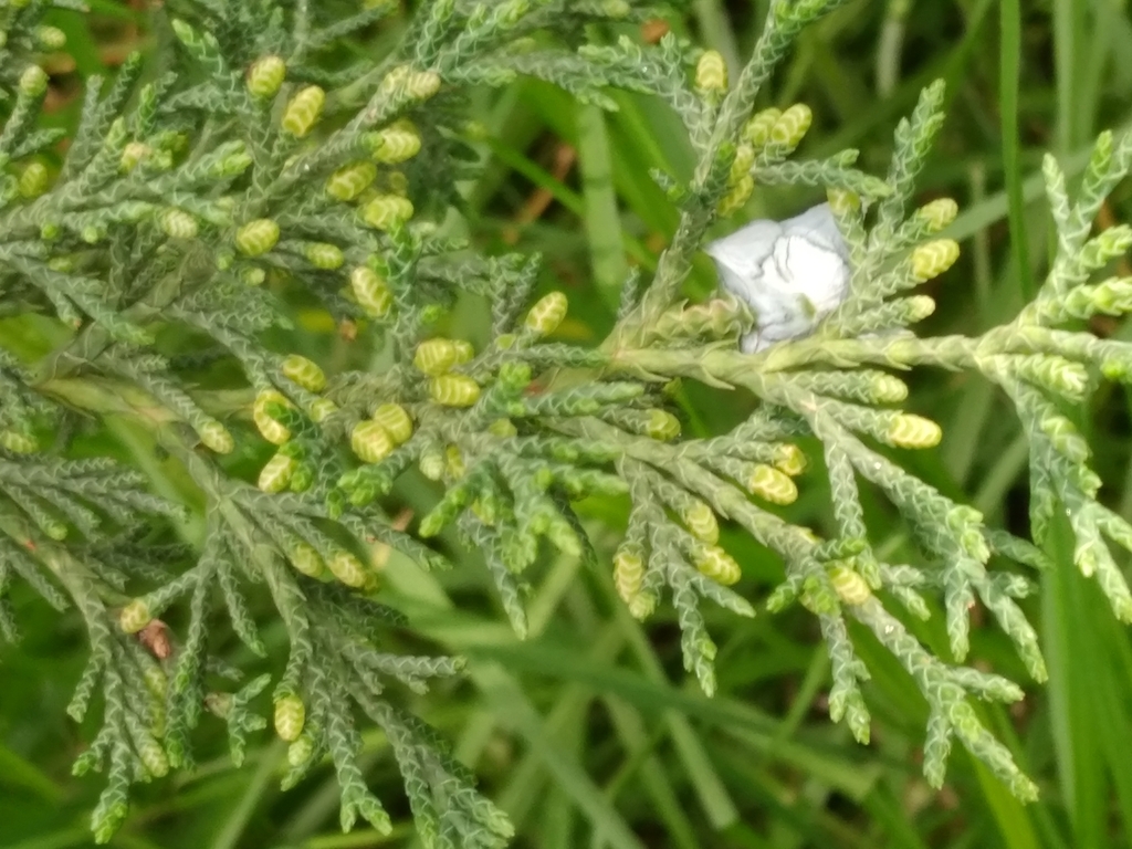 cedar of Goa from Torre Acuario on September 6, 2022 at 03:33 PM by ...