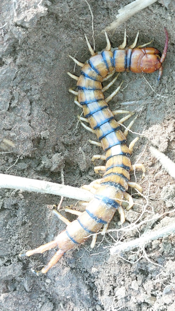 Scolopendra angulata from Sabanalarga, Casanare, Colombia on September ...