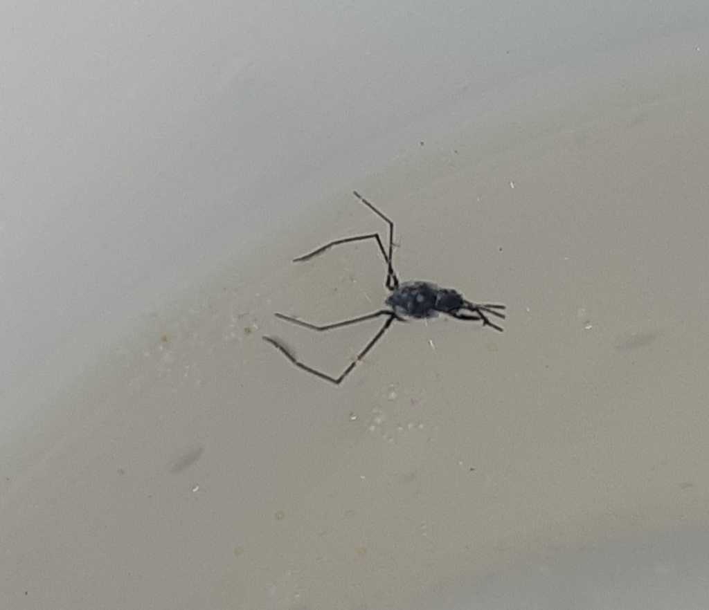 Sea Skaters from Chile on June 26, 2022 at 11:10 AM by Francisco ...