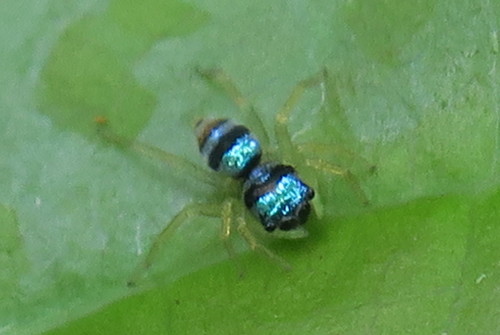 Photo 22832434, (c) Soh Kam Yung, some rights reserved (CC BY-NC ...