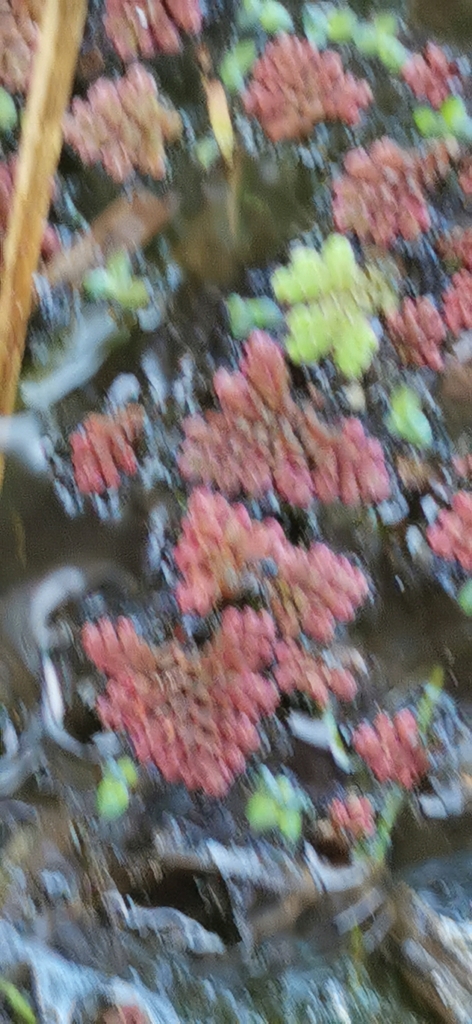 Red Azolla from Wheelers Hill VIC 3150, Australia on September 07, 2022 ...
