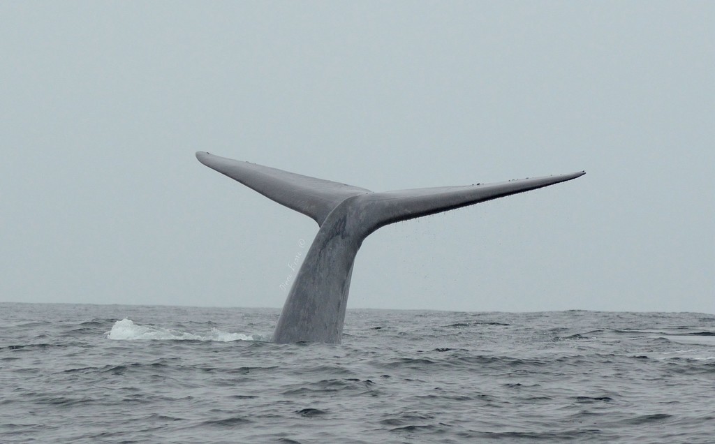 Cetaceans (Cetacea) - Marine Life Identification