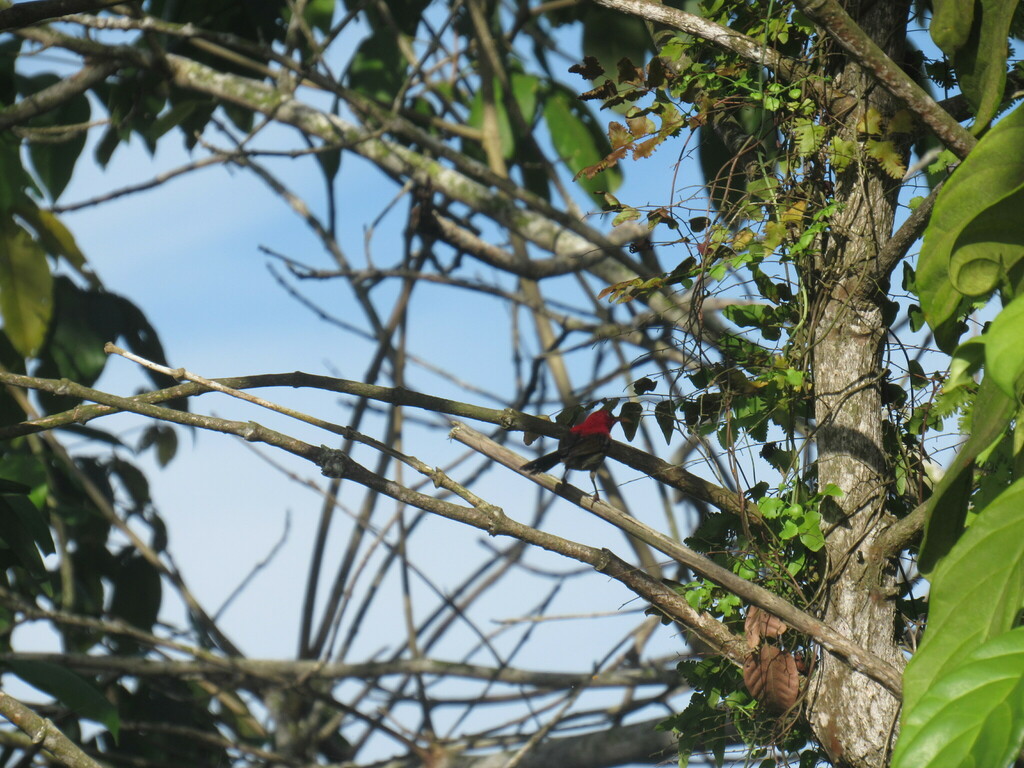 Crimson Sunbird from Penajam North Paser Regency, East Kalimantan ...