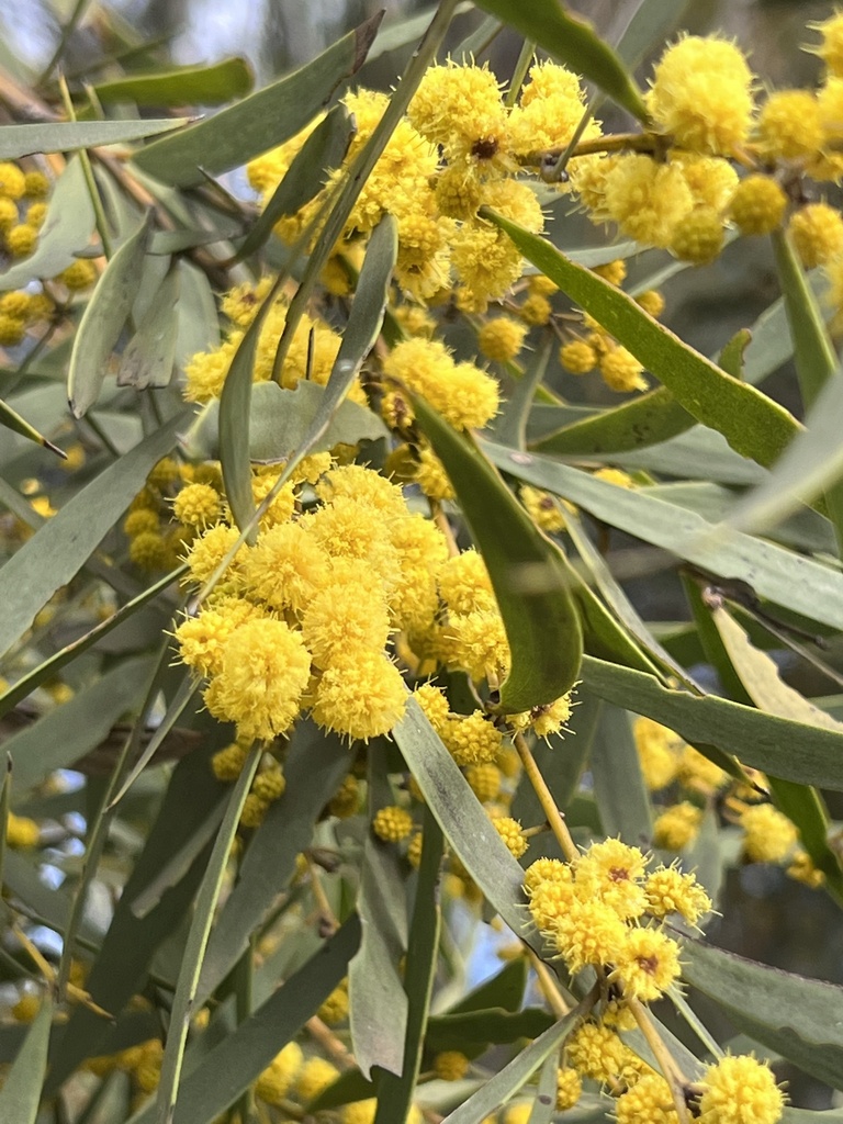 Yarran (Acacia melvillei) - Botanical Realm
