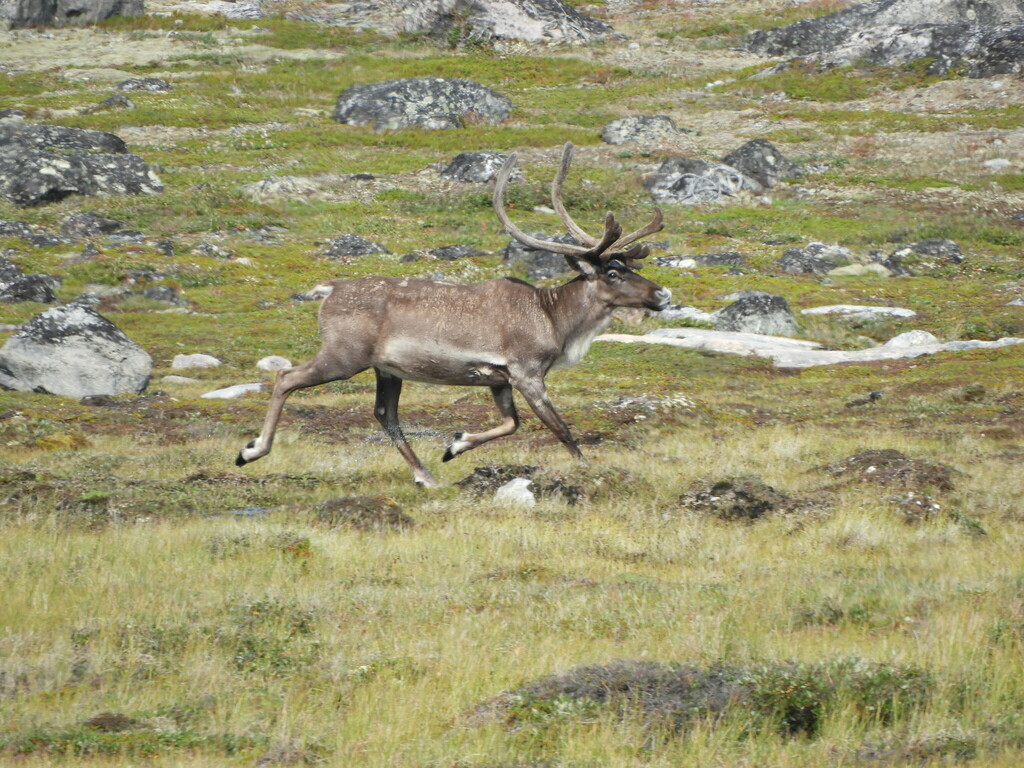 Woodland Caribou from Puvirnituq, QC, Canada on August 20, 2022 at 01: ...