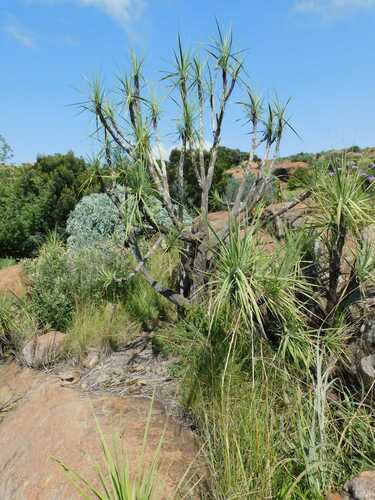 Variety Xerophyta retinervis multiramosa · iNaturalist
