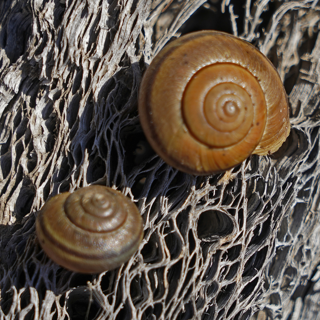 Southern California Shoulderband Snail from 18751 Laguna Canyon Rd ...