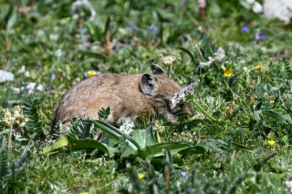 Black-lipped Pika from Gyêgu Tibetan, Qinghai, China on July 22, 2022 ...