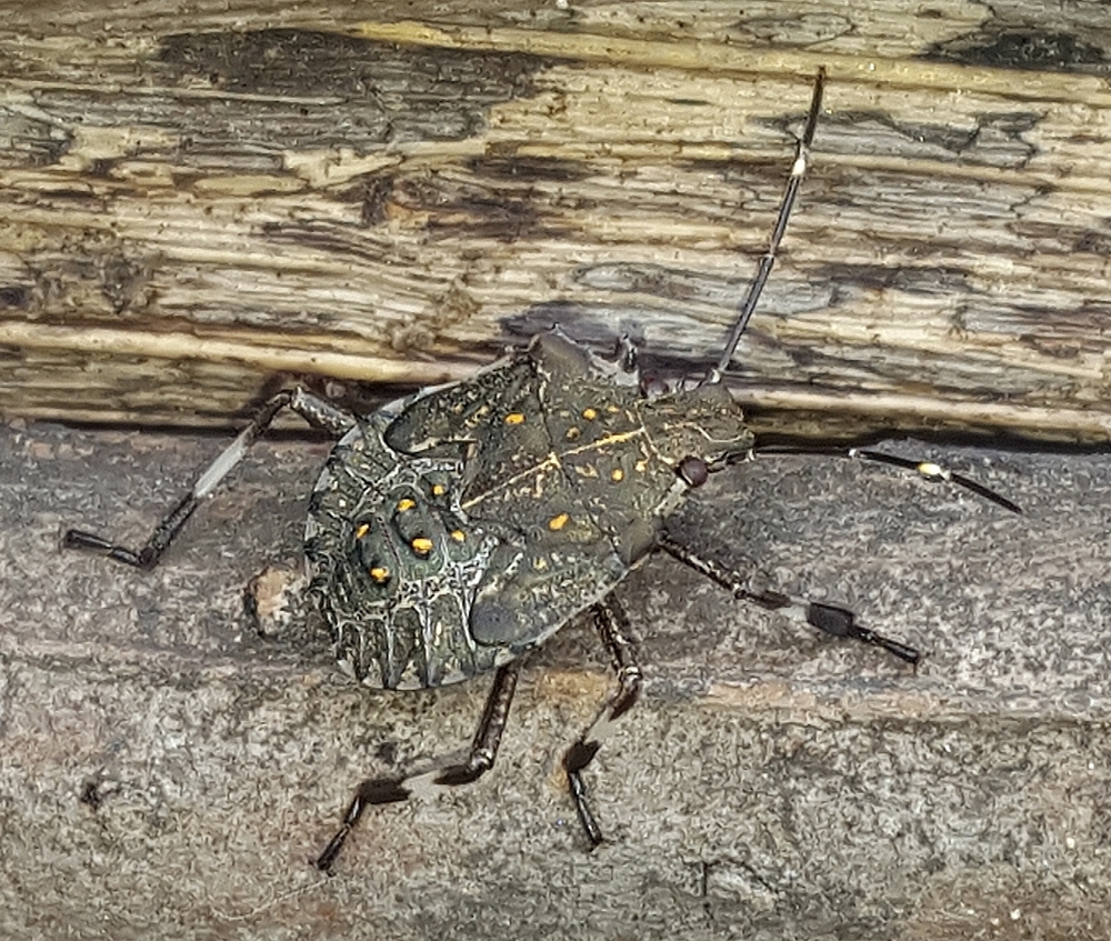 Brown Marmorated Stink Bug from Dujiangyan City, Chengdu, Sichuan ...