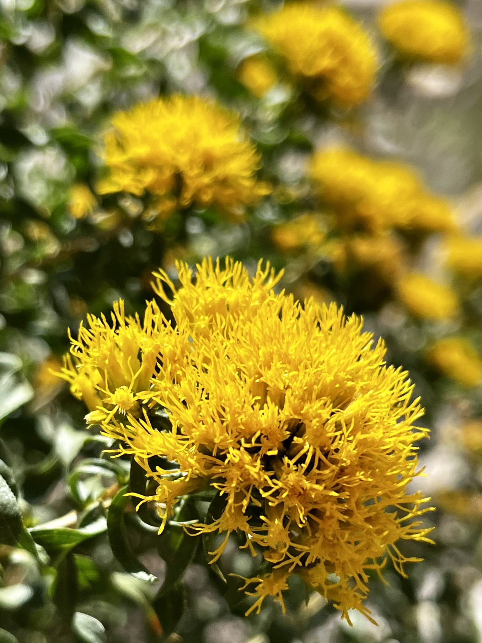 Chrysothamnus viscidiflorus subsp. viscidiflorus