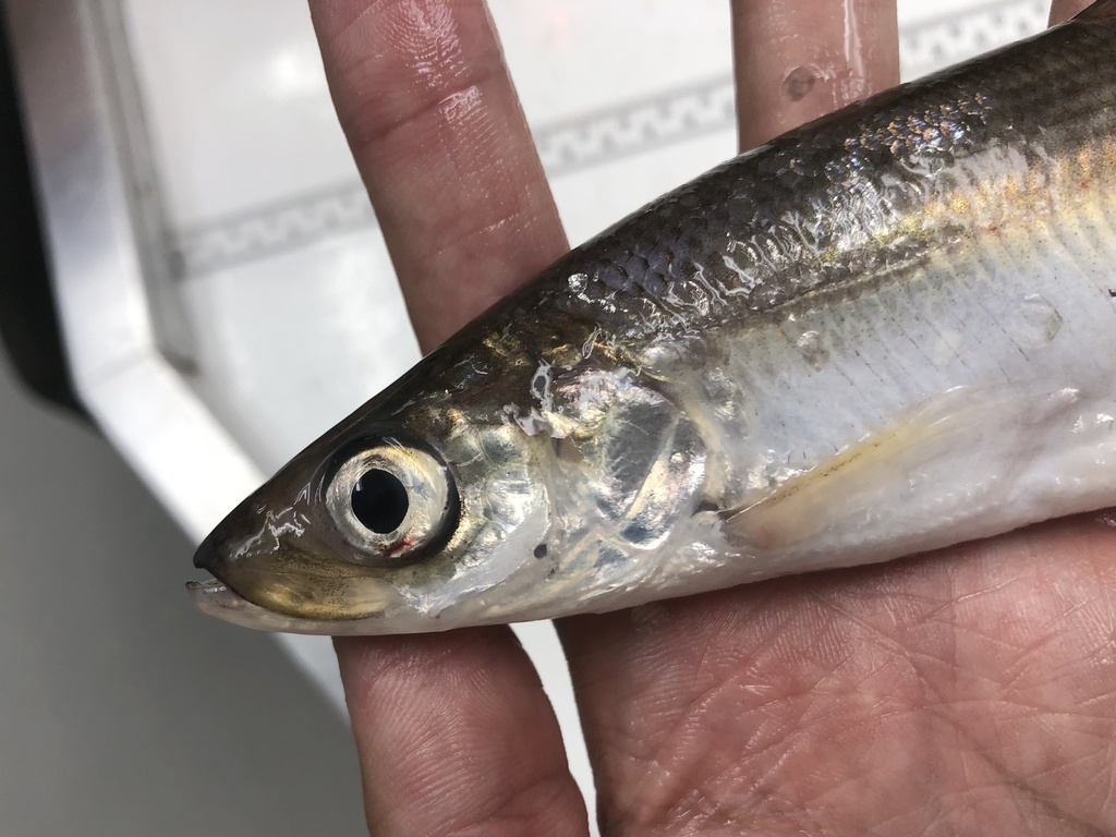 Bloater (Coregonus hoyi) - Marine Life Identification