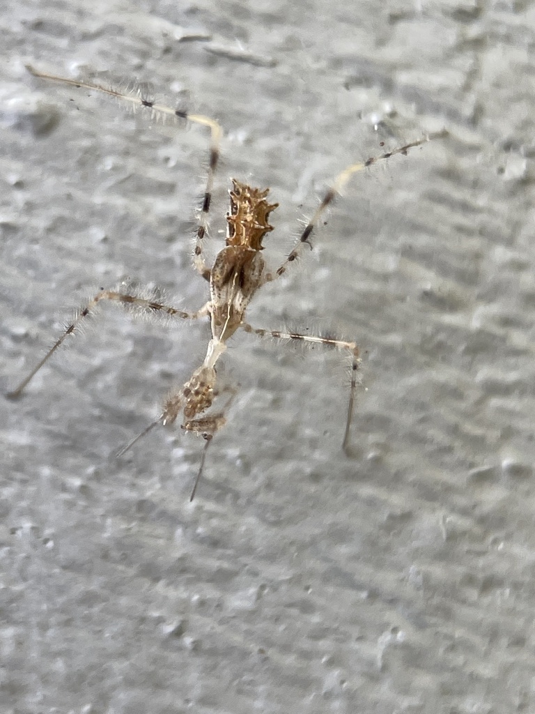 Spider Assassin Bugs from Boundary Tk E, Frankston South, VIC, AU on ...