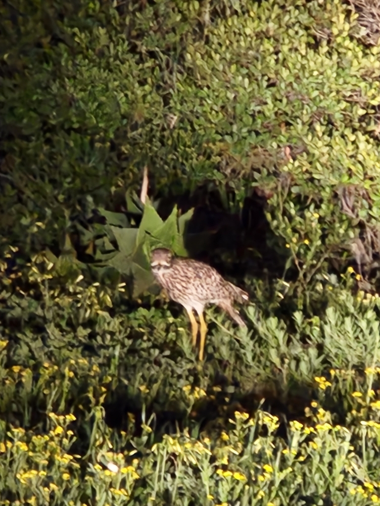 Spotted Thick-knee from Paradise Beach, Langebaan, 7357, South Africa ...
