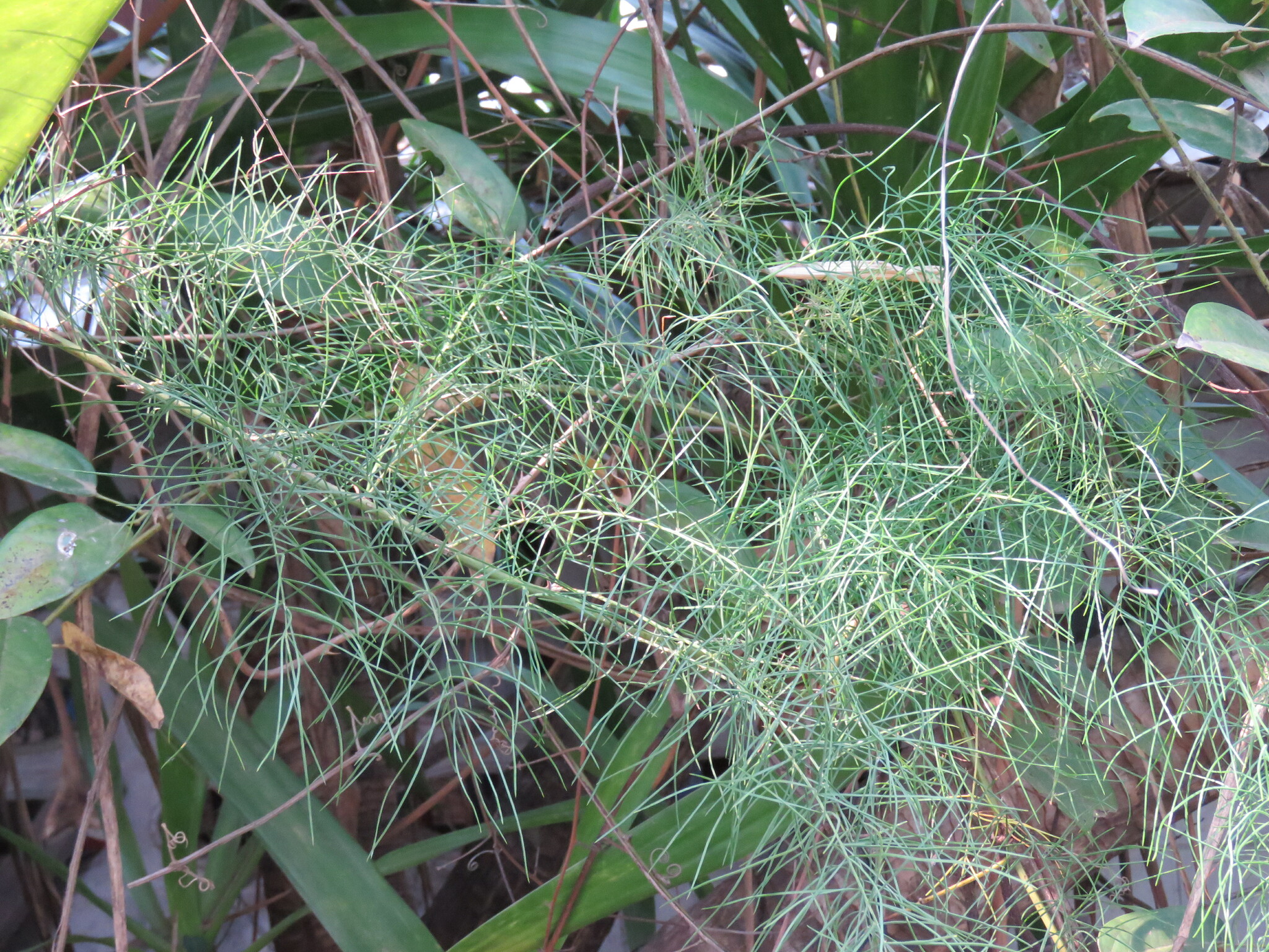 Asparagus racemosus Willd.