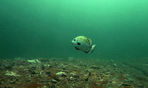West African spadefish (Chaetodipterus lippei) · iNaturalist