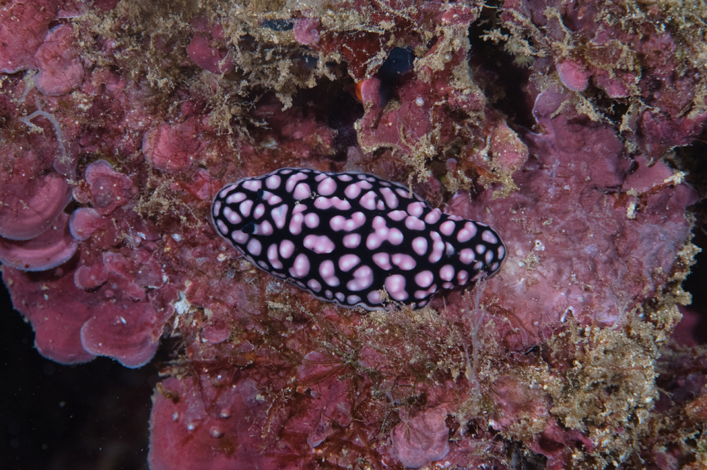 Pustulose Wart Slug from Haleiwa, HI 96712, USA on September 03, 2022 ...