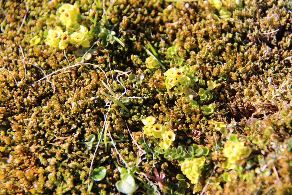 northern golden-saxifrage from Kongsfjorden, Svalbard on July 18, 2022 ...