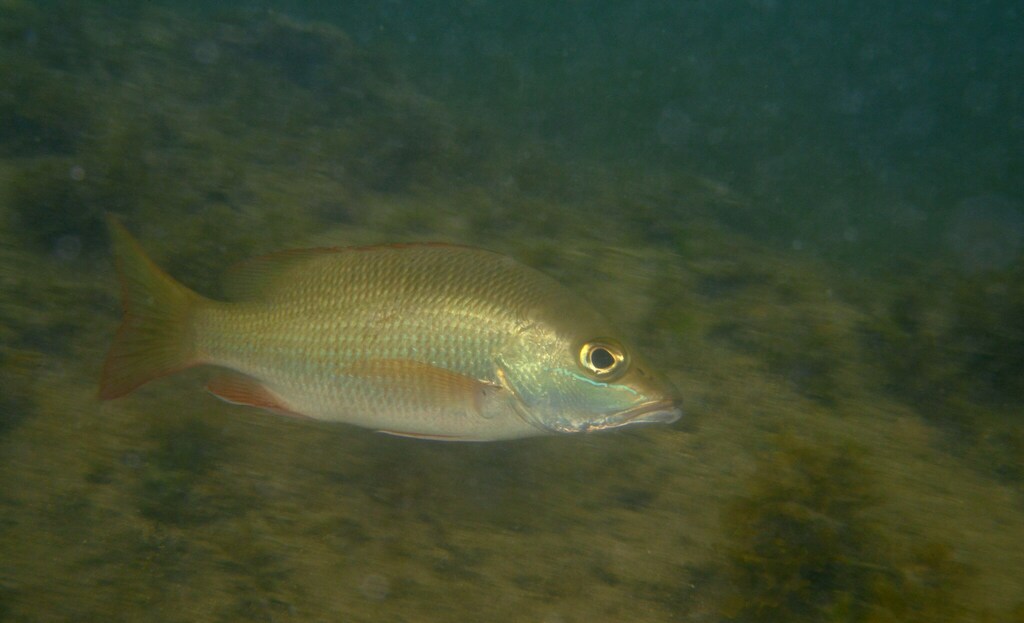 Gorean Snapper (Lutjanus goreensis) - Marine Life Identification