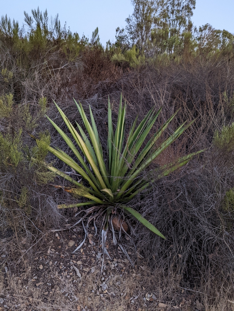 Mauritius hemp from La Mesa, CA 91942, USA on September 6, 2022 at 07: ...