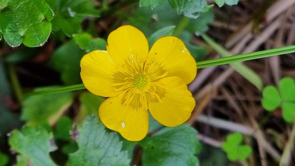 Creeping buttercup from Upwey VIC 3158, Australia on September 07, 2022 ...