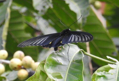 Subspecies Troides haliphron naias · iNaturalist