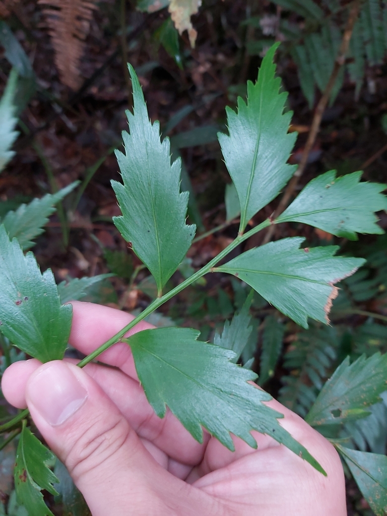celery-pine (Phyllocladus hypophyllus) - Botanical Realm