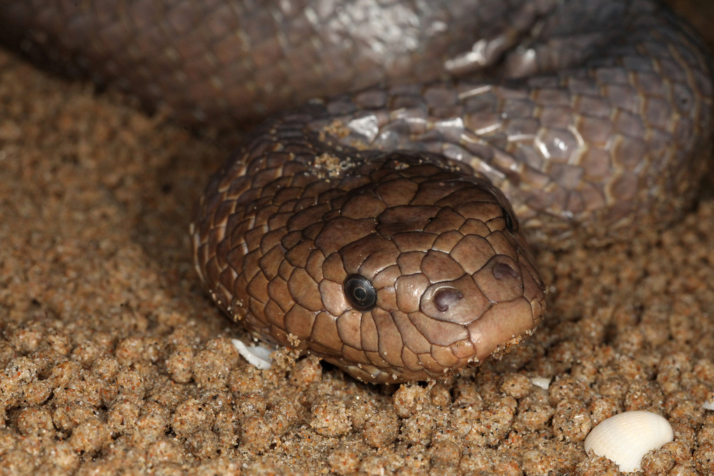 Olive Sea Snake (Aipysurus laevis) - Snakes and Lizards