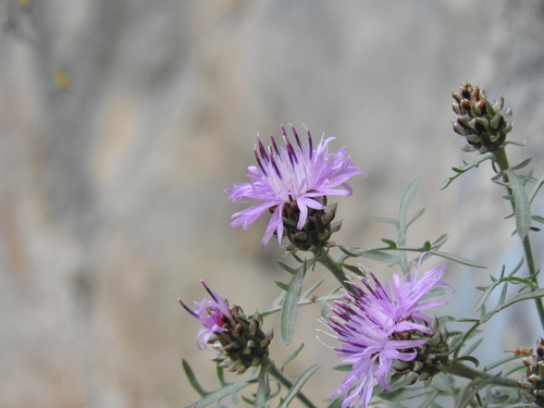 Centaurea pawlowskii · iNaturalist United Kingdom